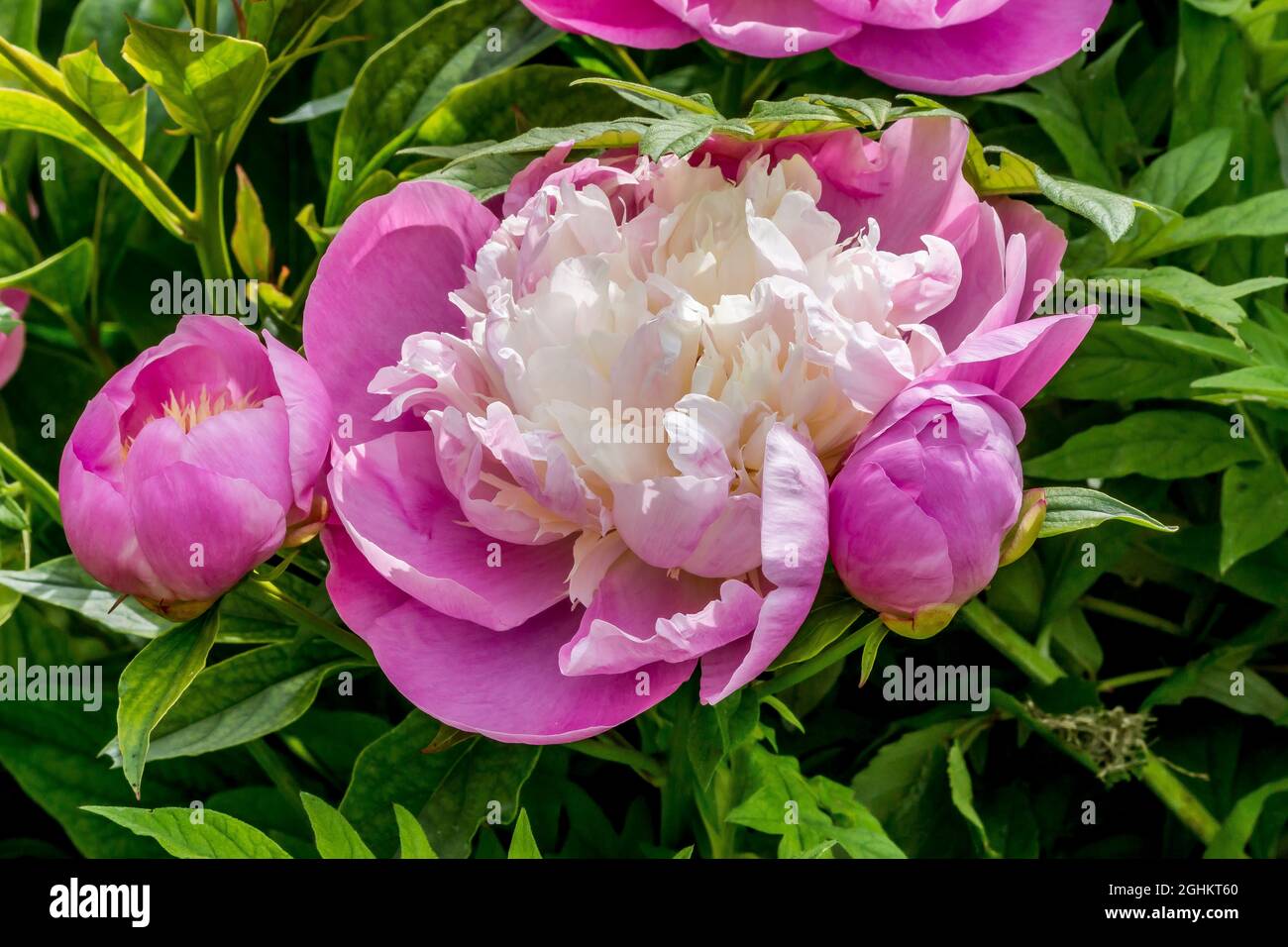 Peony 'Gay Paree' in bloom in a garden Stock Photo - Alamy