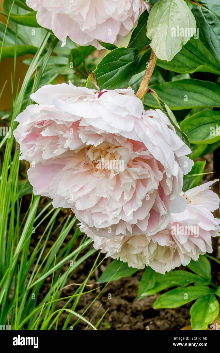 Peony 'Doris Cooper' in bloom in a garden Stock Photo - Alamy