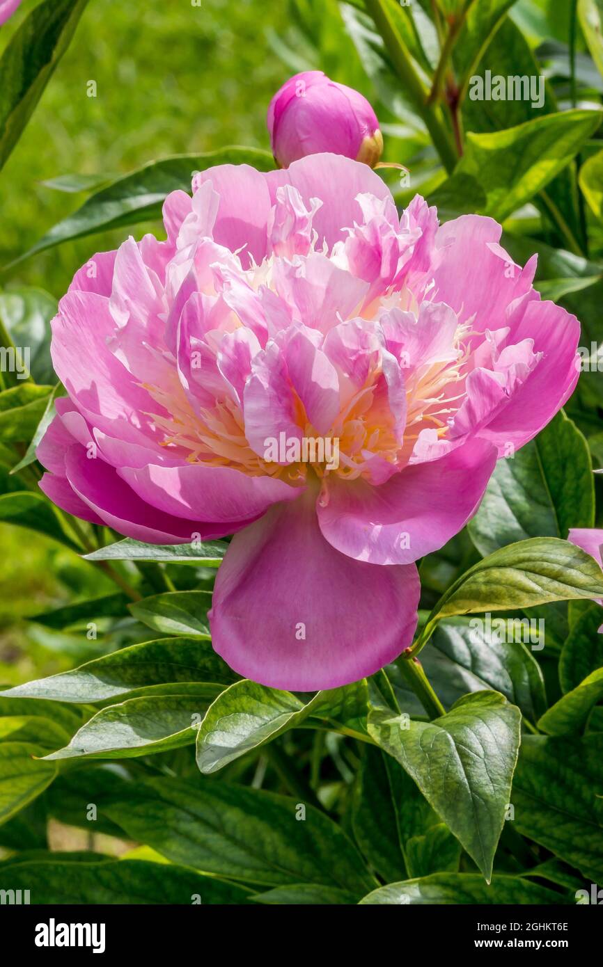 Peony 'Gay Paree' in bloom in a garden Stock Photo - Alamy