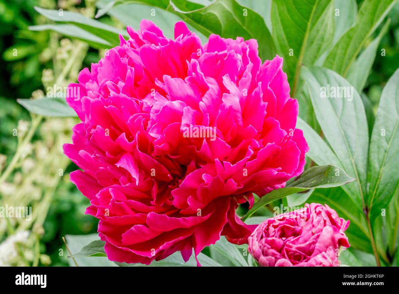 Peony 'Karl Rosenfield' in bloom in a garden Stock Photo - Alamy