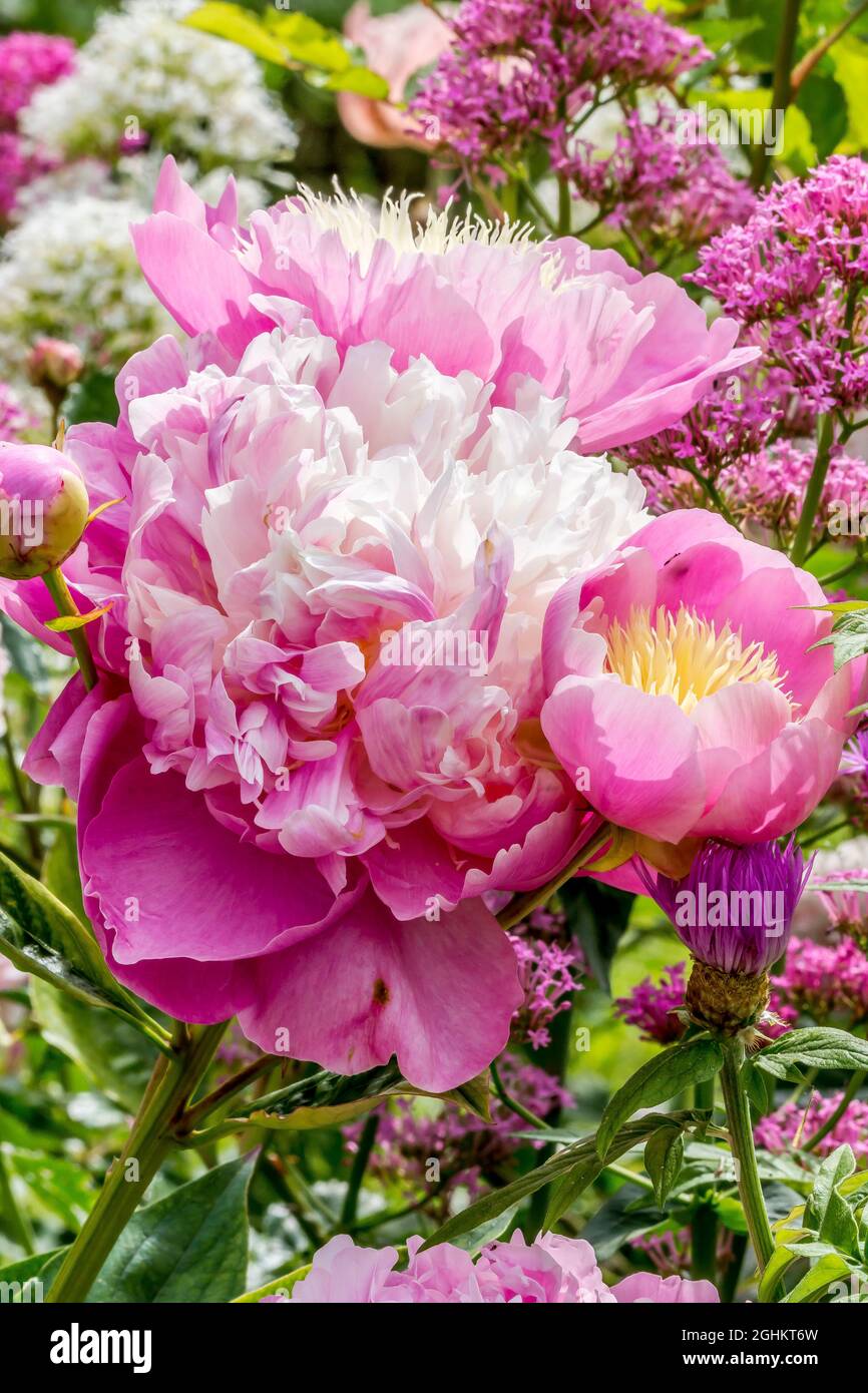 Peony 'Gay Paree' in bloom in a garden Stock Photo - Alamy
