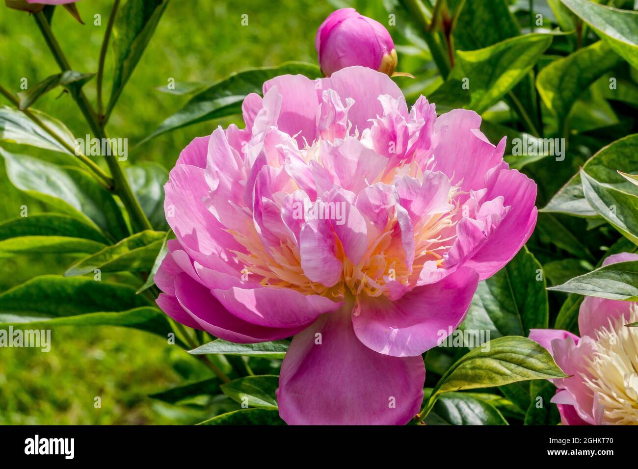 Peony 'Gay Paree' in bloom in a garden Stock Photo - Alamy