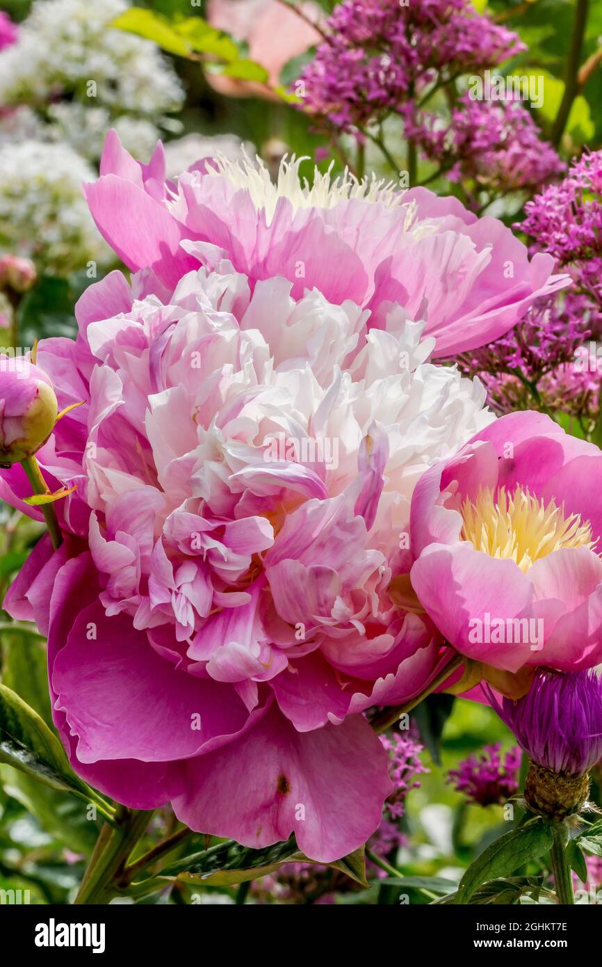 Peony 'Gay Paree' in bloom in a garden Stock Photo - Alamy