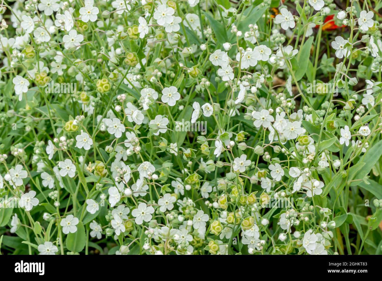 Linifolia hi-res stock photography and images - Alamy