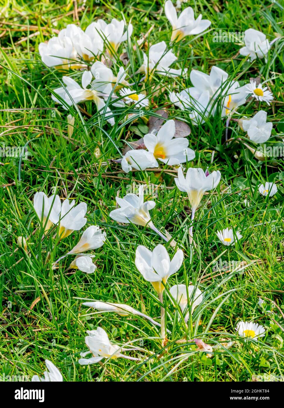 Crocus chrysanthus 'Ard Schenk' Stock Photo - Alamy