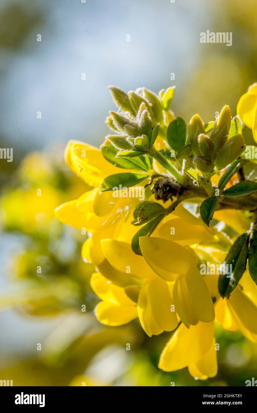 Genista tinctoria 'Porlock' Stock Photo - Alamy