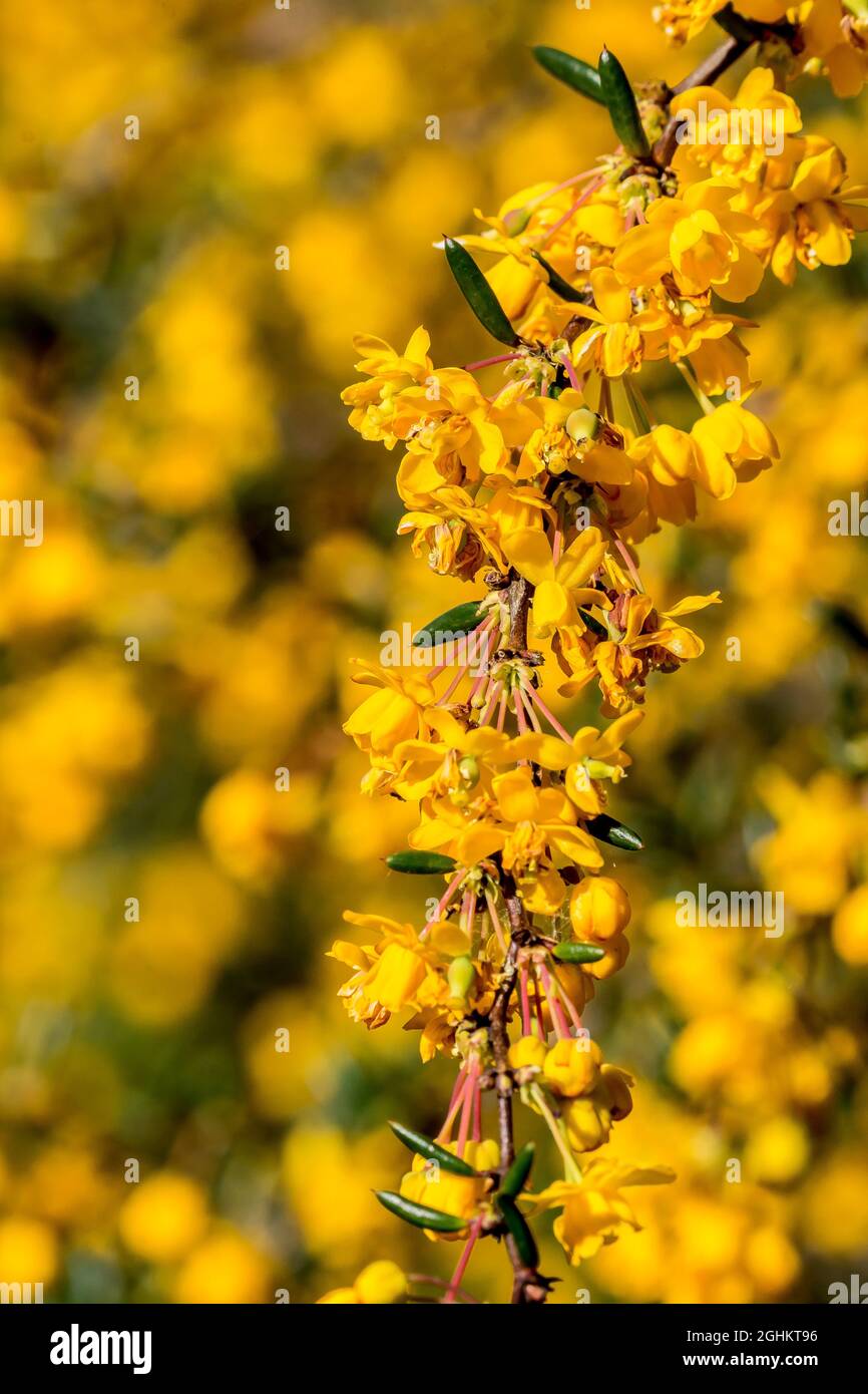 Berberis stenophylla 'Corallina Compacta' Stock Photo - Alamy