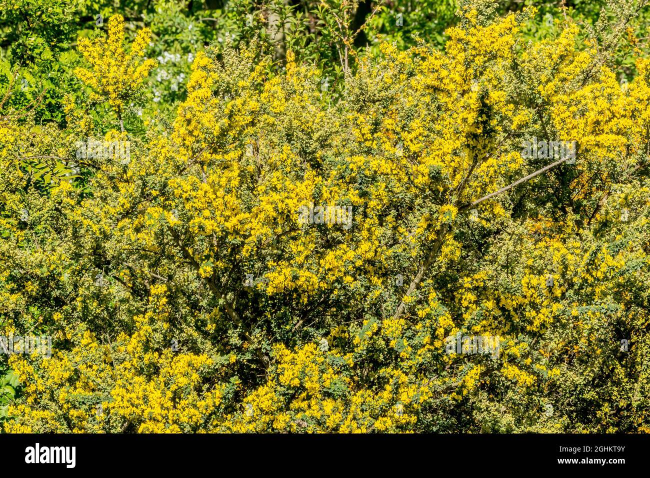 Genista tinctoria 'Porlock' Stock Photo - Alamy
