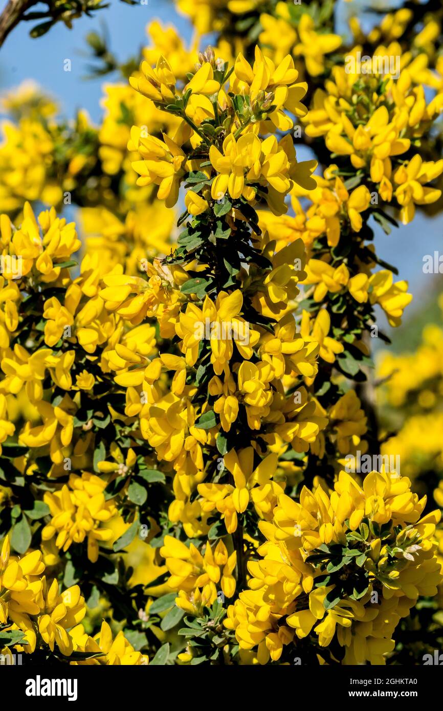 Genista tinctoria 'Porlock' Stock Photo - Alamy