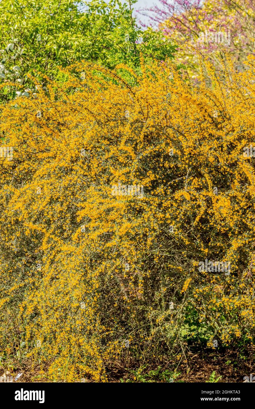 Berberis stenophylla 'Corallina Compacta' Stock Photo - Alamy
