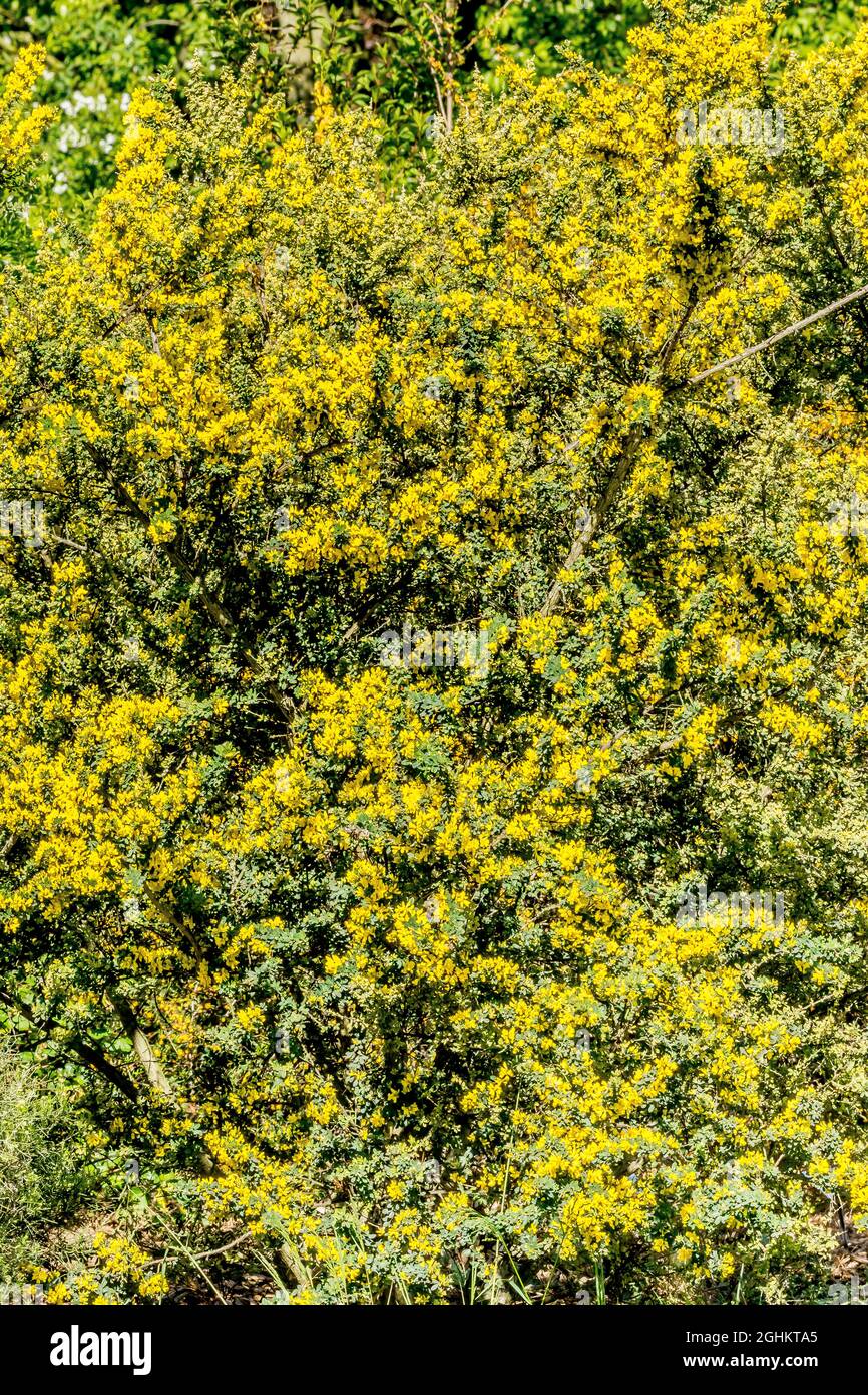Genista tinctoria 'Porlock' Stock Photo - Alamy