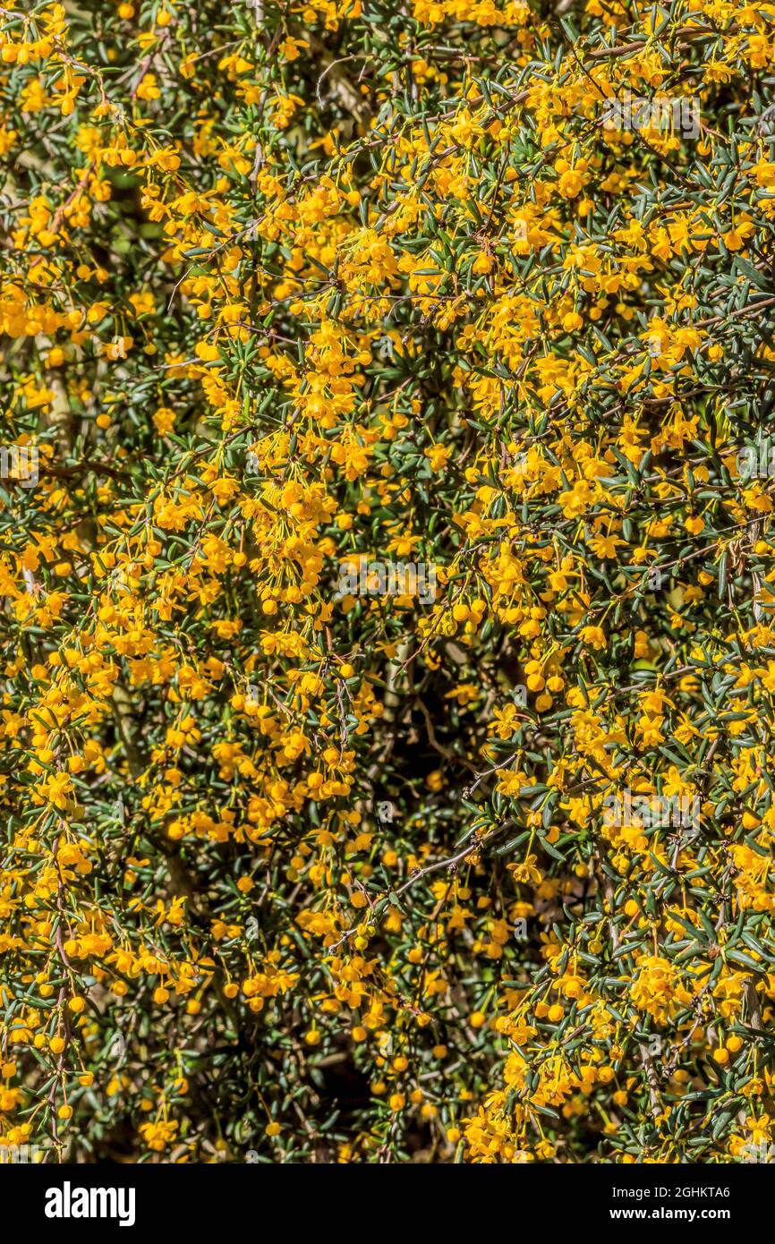 Berberis stenophylla 'Corallina Compacta' Stock Photo - Alamy