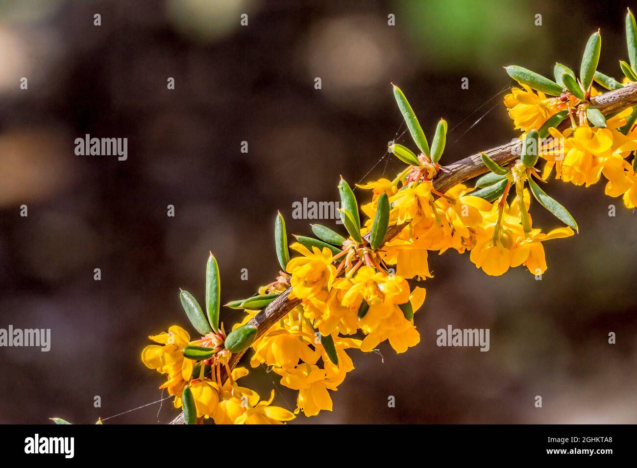 Berberis stenophylla 'Corallina Compacta' Stock Photo - Alamy