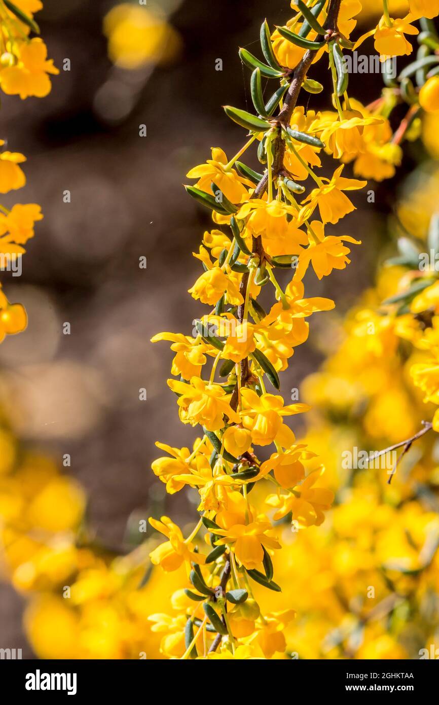 Berberis stenophylla 'Corallina Compacta' Stock Photo - Alamy