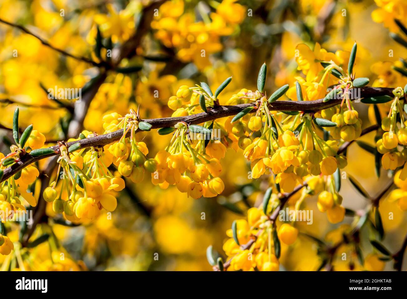 Berberis stenophylla 'Corallina Compacta' Stock Photo - Alamy