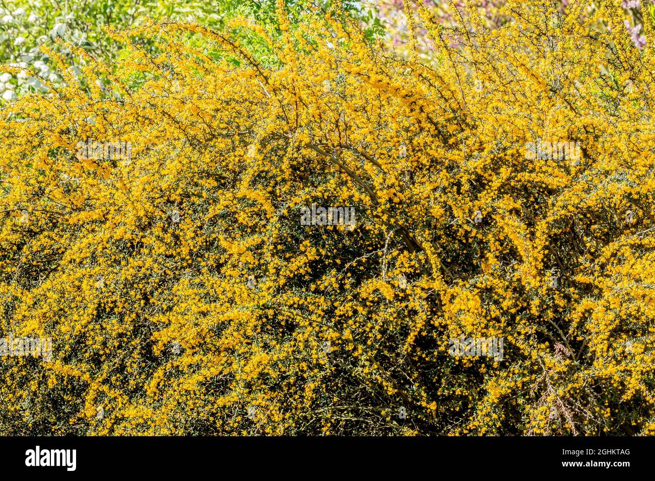 Berberis stenophylla 'Corallina Compacta' Stock Photo - Alamy
