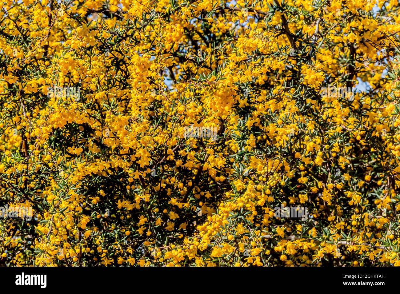 Berberis stenophylla 'Corallina Compacta' Stock Photo - Alamy