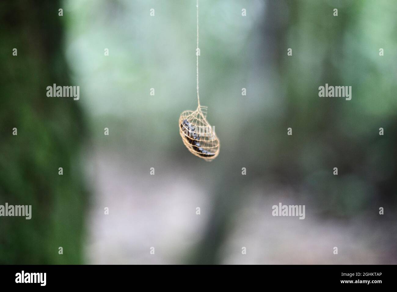 Urodid moth builds an incredible open network cocoon Stock Photo - Alamy