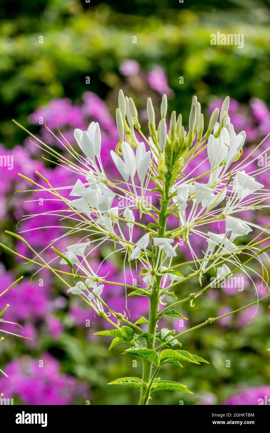 Cleome spinosa 'Sparkler White' Stock Photo - Alamy