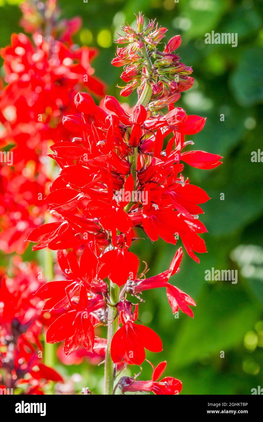 Lobelia speciosa 'Complement Deep Red' Stock Photo - Alamy