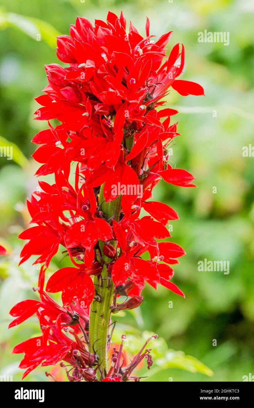 Lobelia speciosa hi-res stock photography and images - Alamy