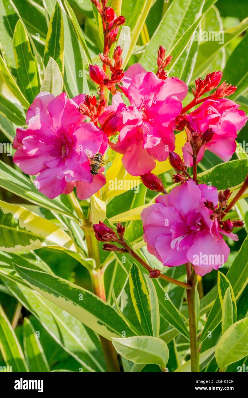 Nerium oleander 'Variegata' Stock Photo - Alamy
