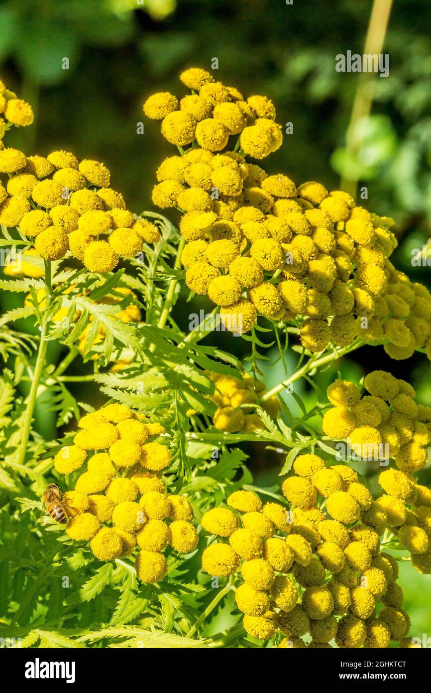 Chrysanthemum 'Isla Gold' in bloom in garden Stock Photo - Alamy