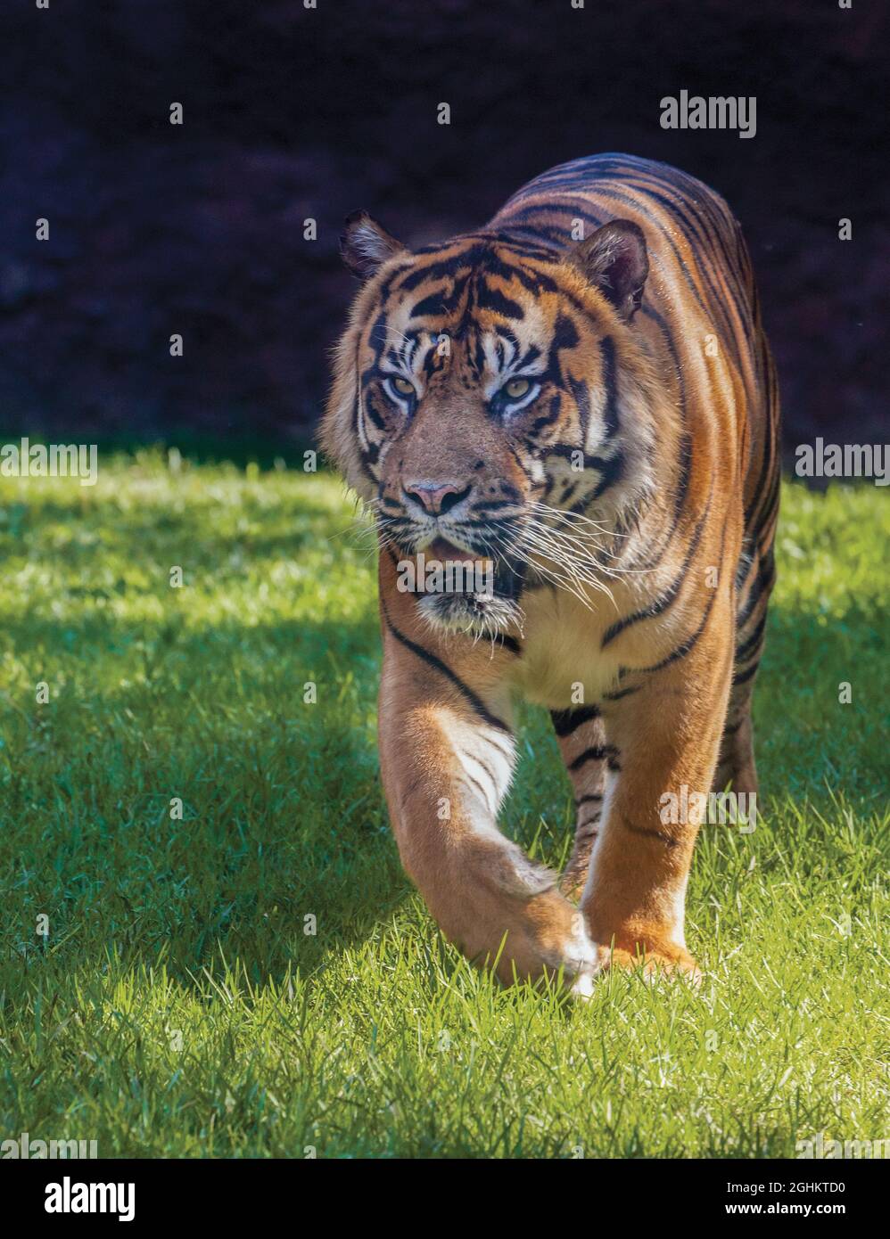 Sunda tiger hi-res stock photography and images - Alamy
