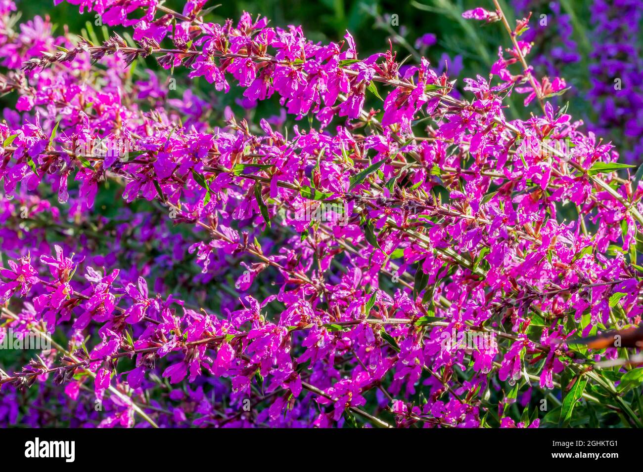 Lythrum virgatum 'Dropmore Purple' Stock Photo - Alamy