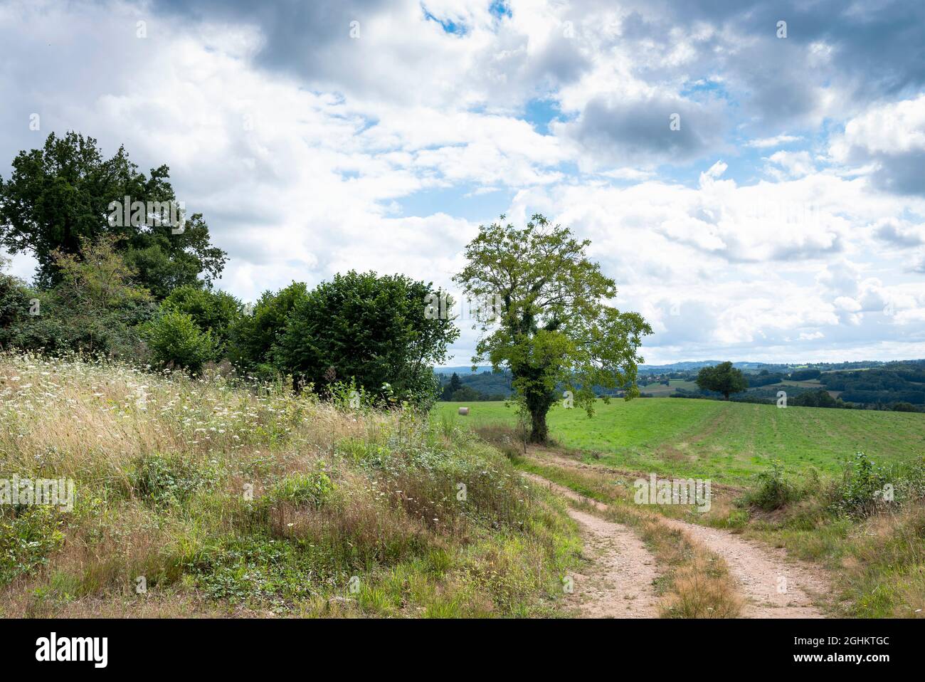dirt road with summer flowers and trees in french limousin Stock Photo ...