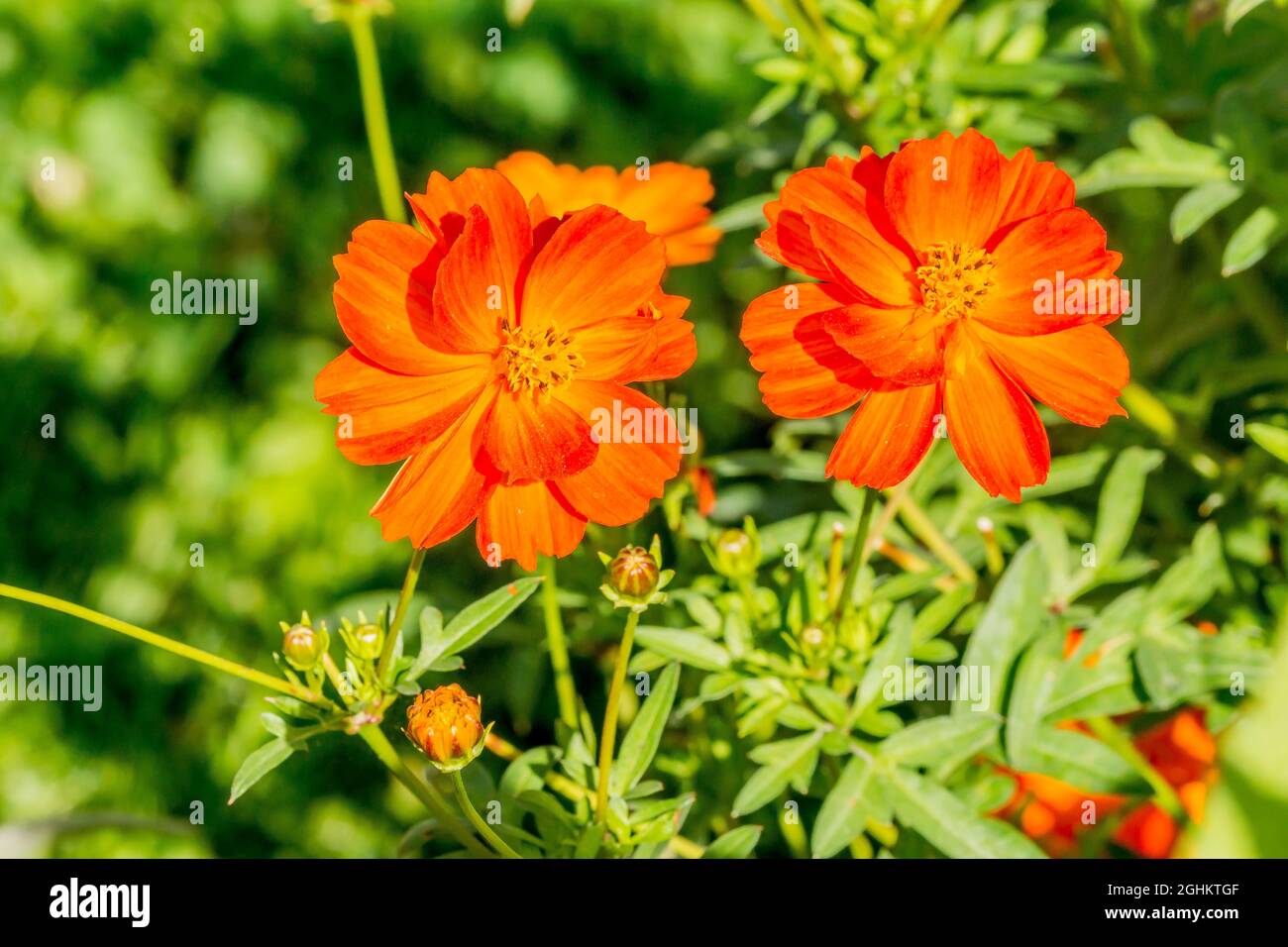 Cosmos sulphureus 'Diablo' Stock Photo - Alamy