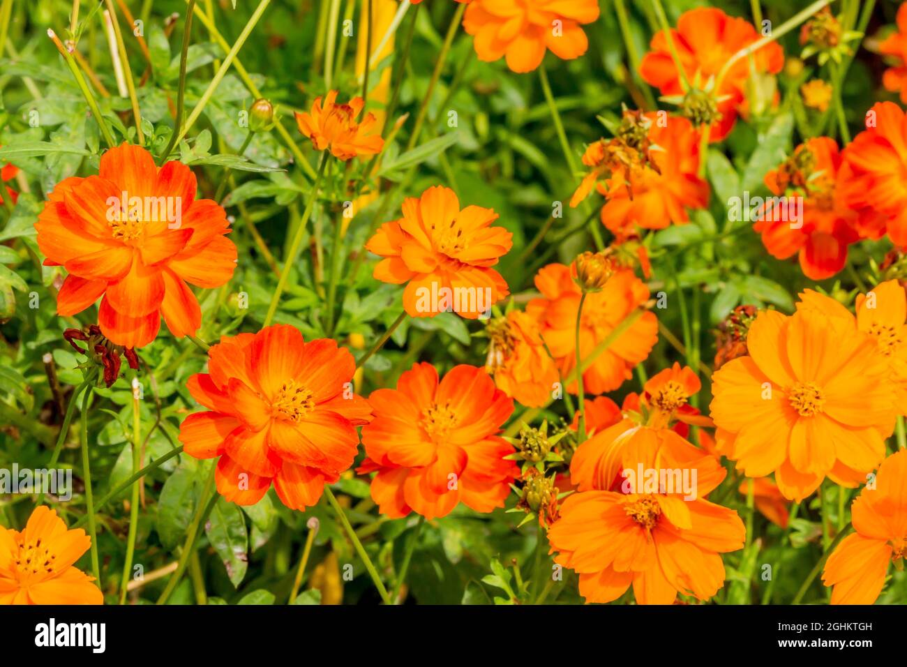 Cosmos sulphureus 'Diablo' Stock Photo - Alamy