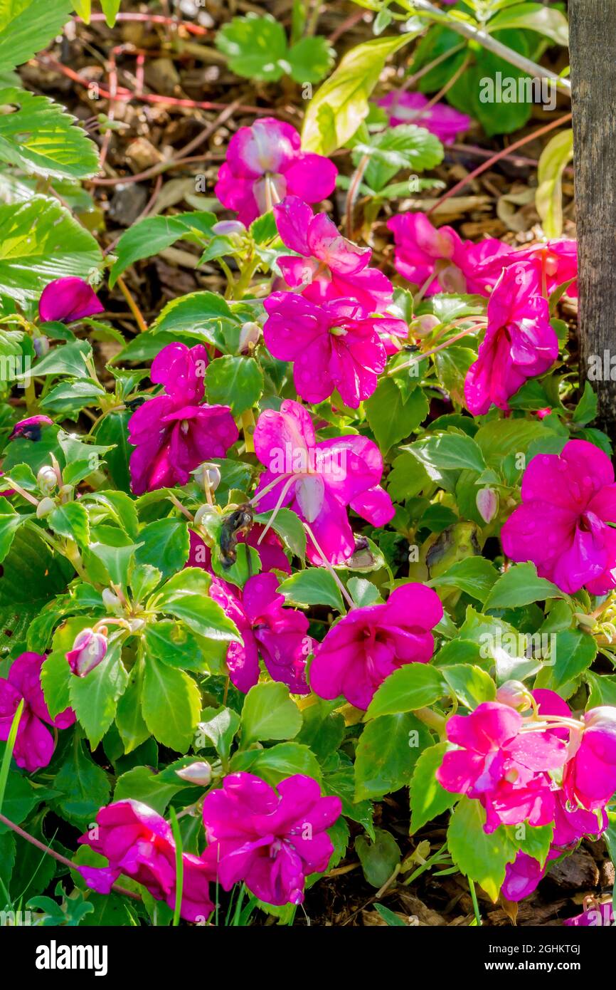 Impatiens walleriana 'Athena Purple' Stock Photo - Alamy