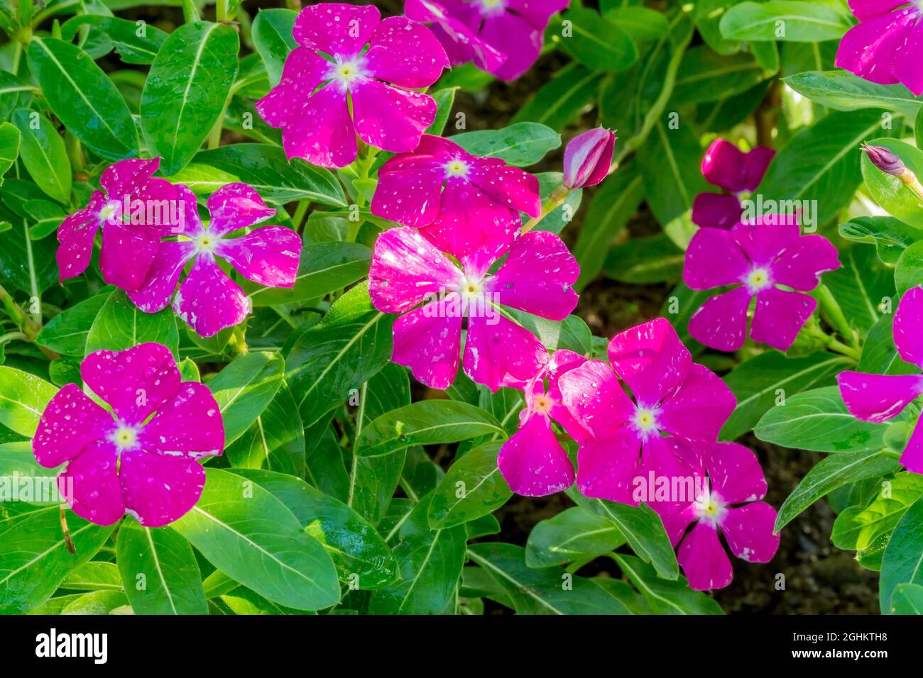 Vinca roseus 'Vitesse Raspberry' Stock Photo - Alamy