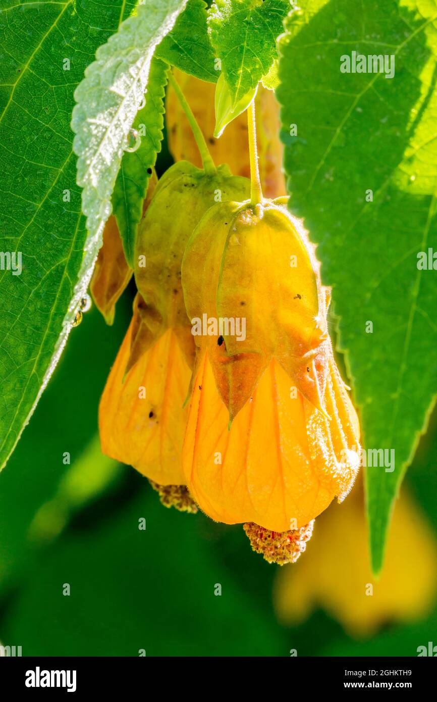 Abutilon 'Kentish Belle' Stock Photo - Alamy