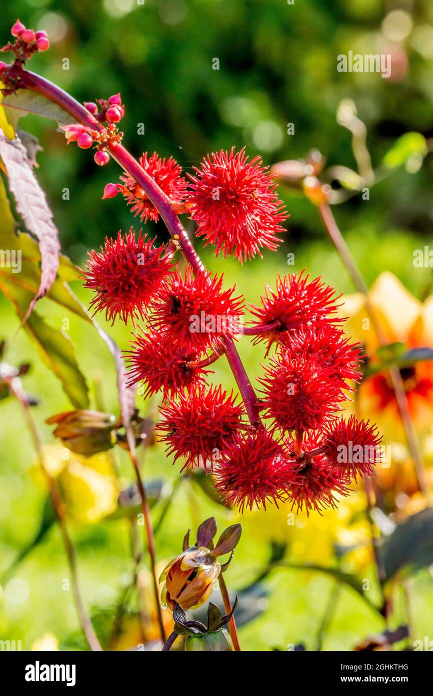 Ricinus communis 'Impala' Stock Photo - Alamy