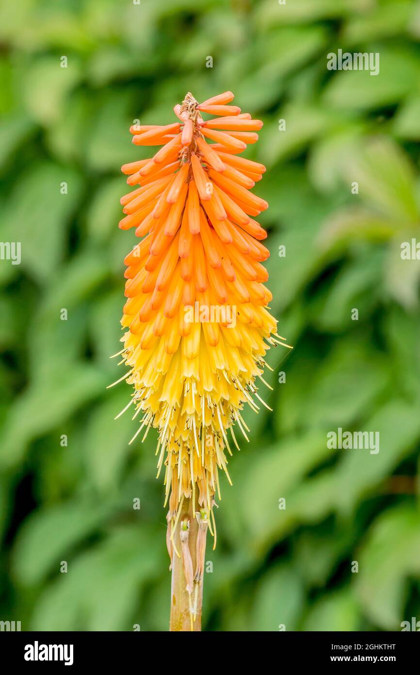Caulescens hi-res stock photography and images - Alamy