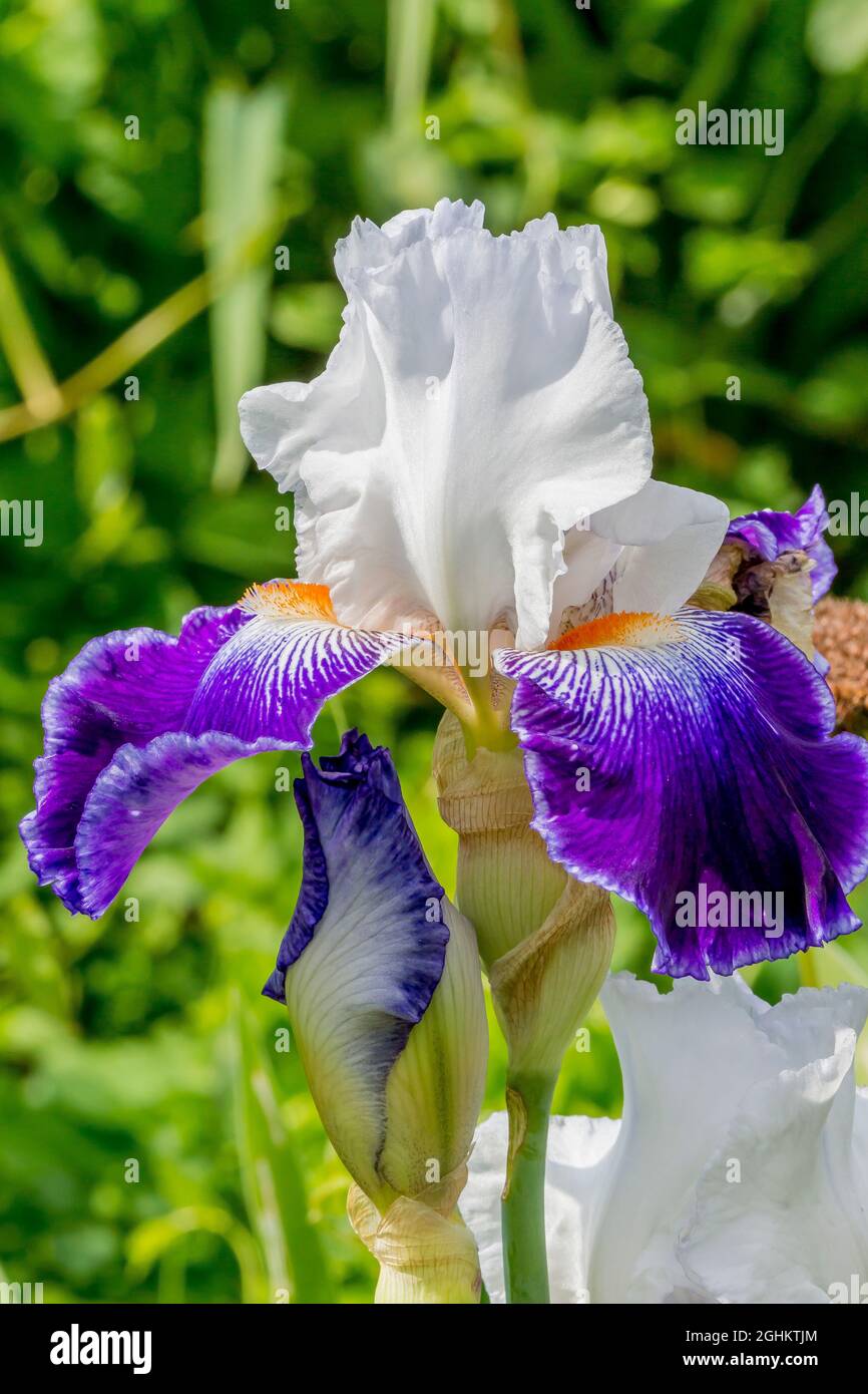 Iris Germanica 'Bal Masque' Cayeux 1971 Stock Photo - Alamy