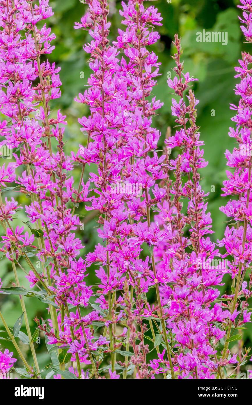 Lythrum virgatum 'Dropmore Purple' Stock Photo - Alamy