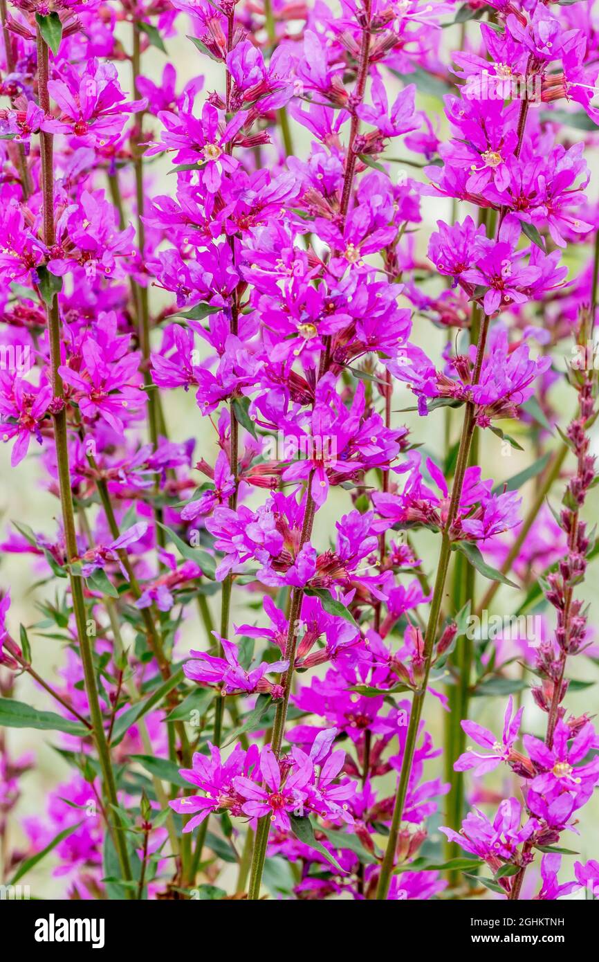 Lythrum virgatum 'Dropmore Purple' Stock Photo - Alamy