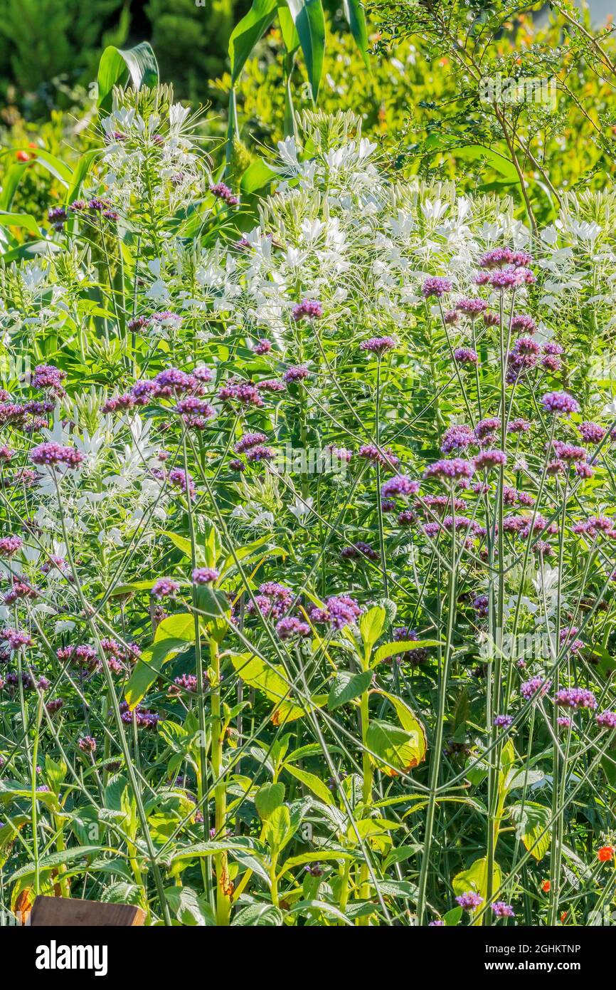 Vervein hi-res stock photography and images - Alamy