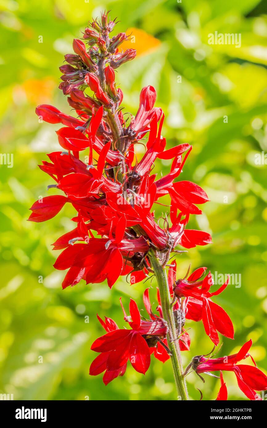 Lobelia speciosa hi-res stock photography and images - Alamy