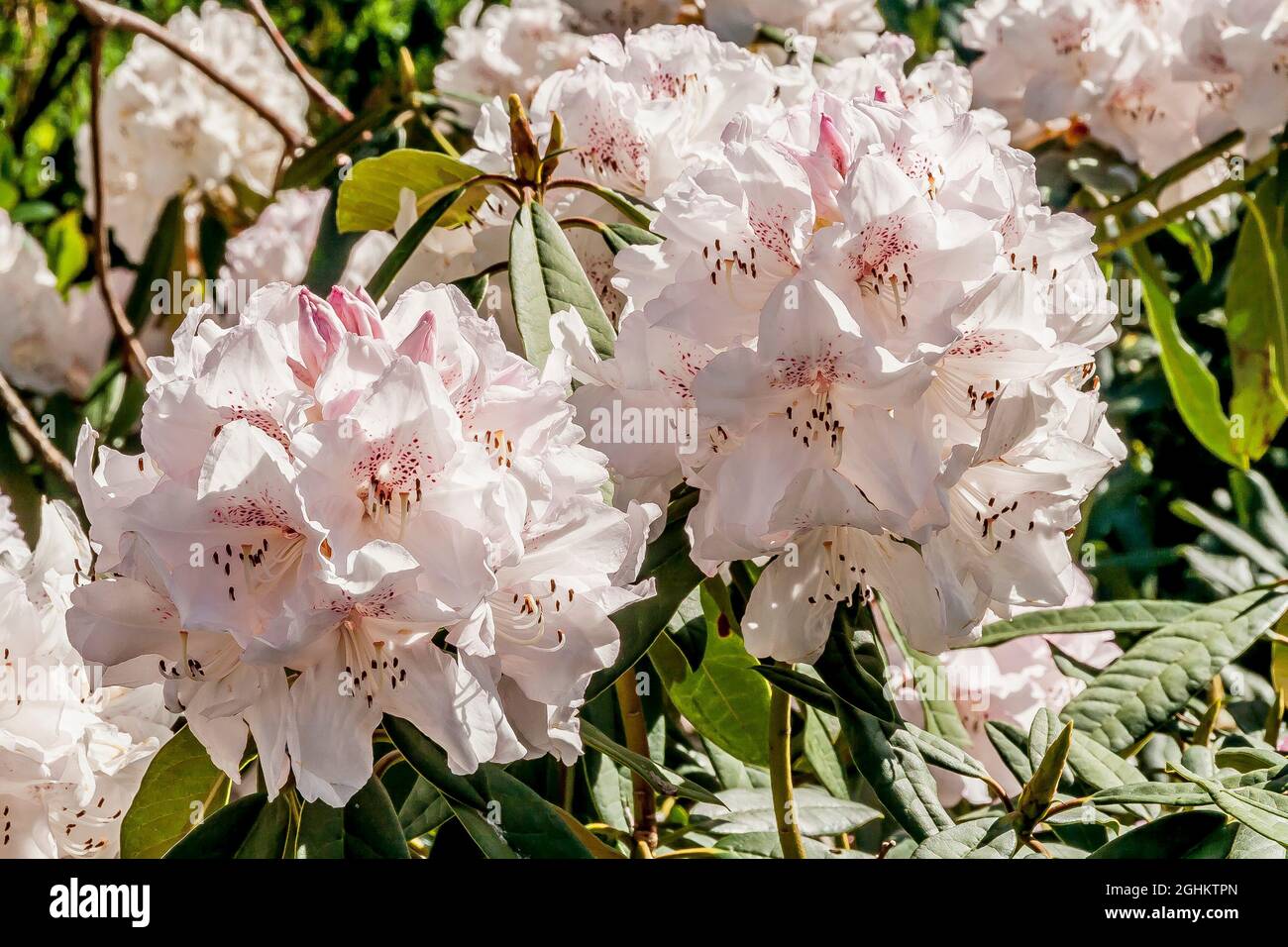Rhododendron in bloom in a garden Stock Photo - Alamy