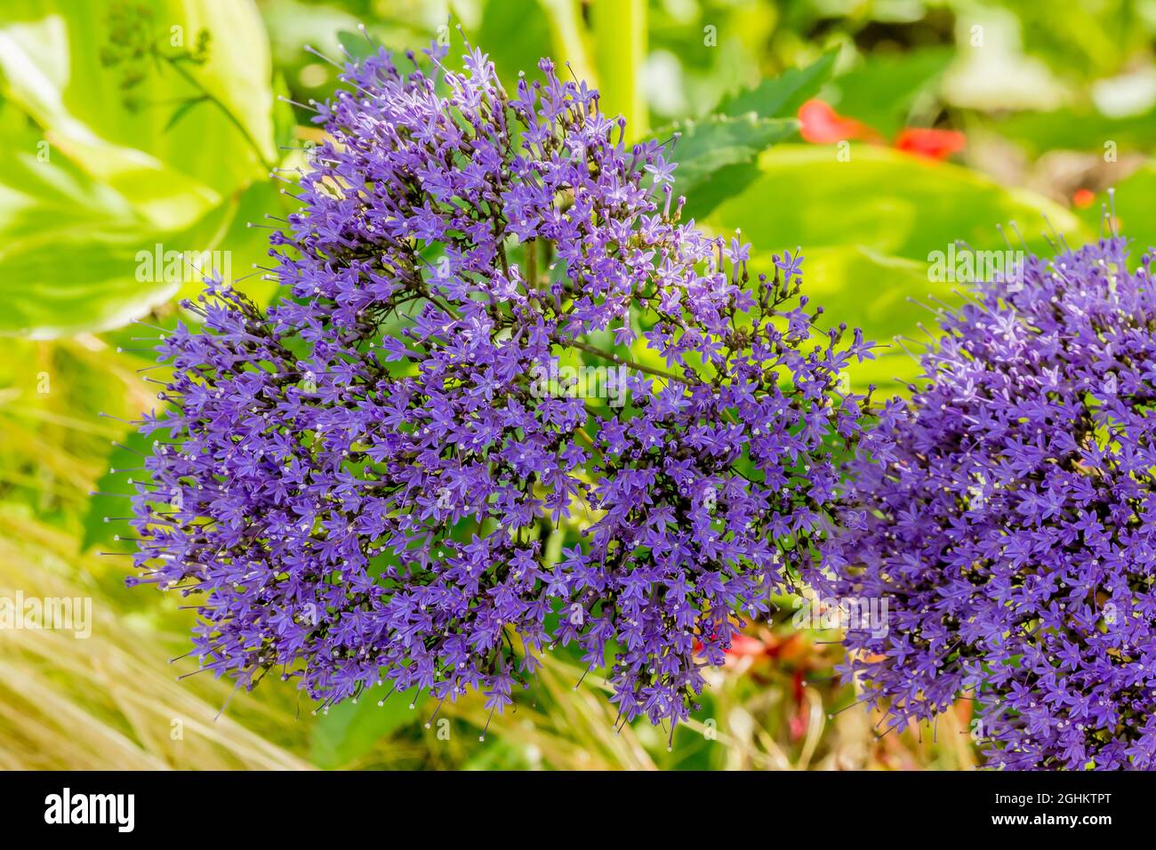 Trachelium trachelium sp hi-res stock photography and images - Alamy