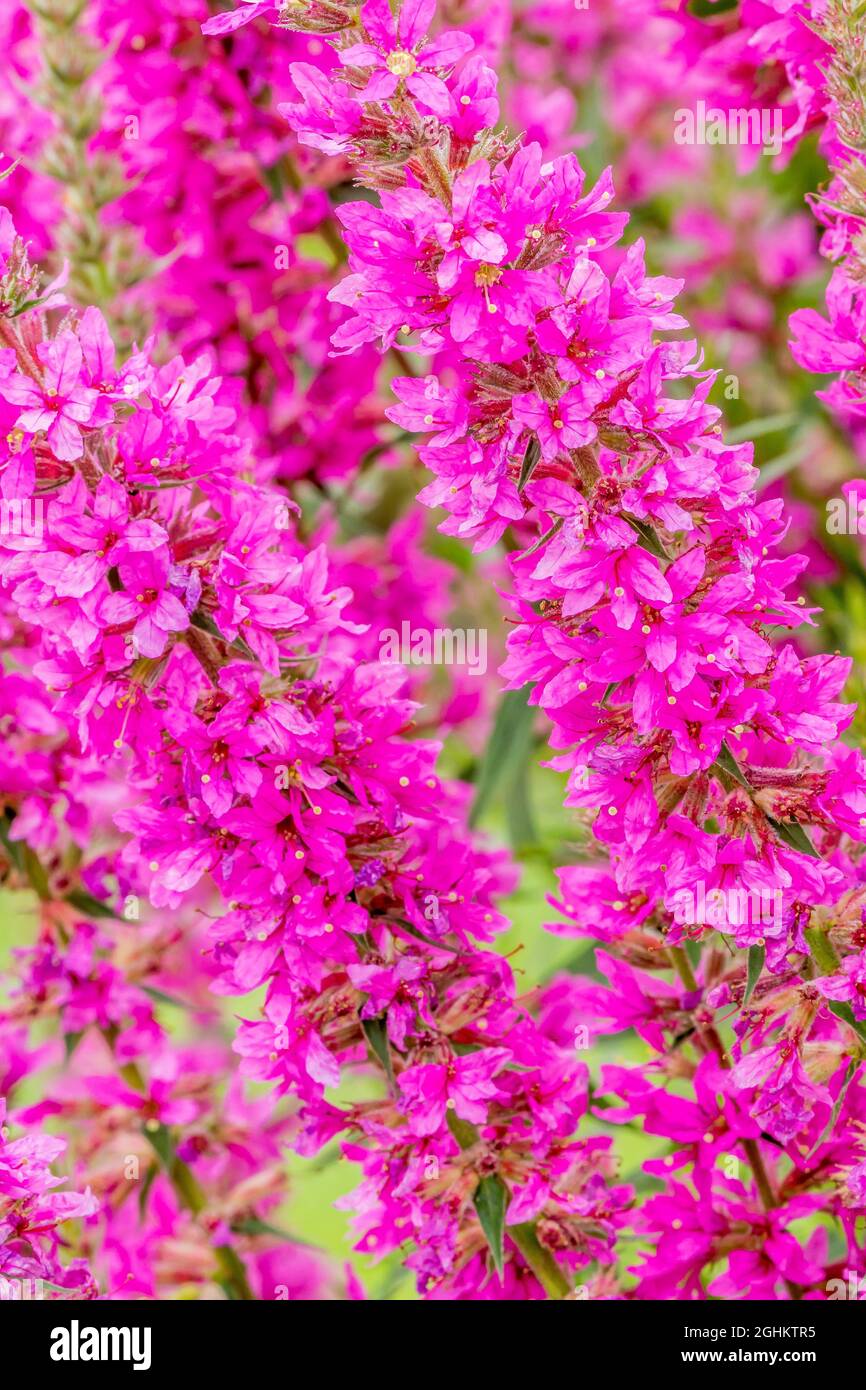 Lythrum virgatum 'Rose Queen' Stock Photo - Alamy