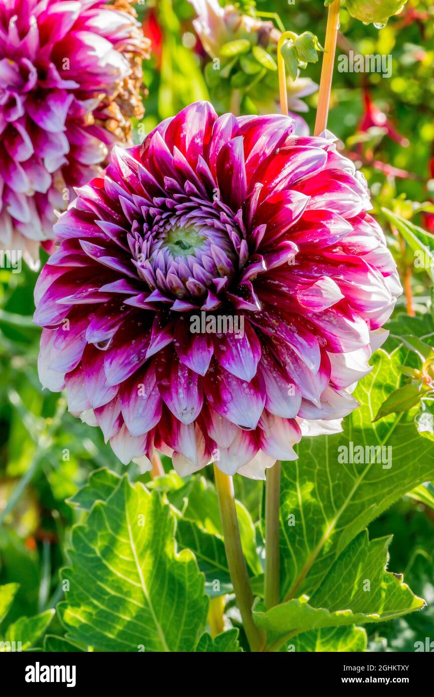 Marta bloom hi-res stock photography and images - Alamy