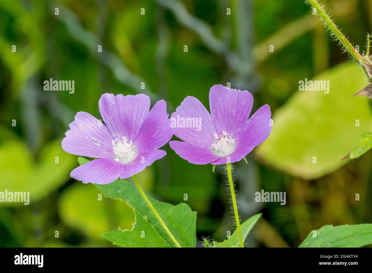 Spurred Anoda Anoda Cristata High Resolution Stock Photography and ...
