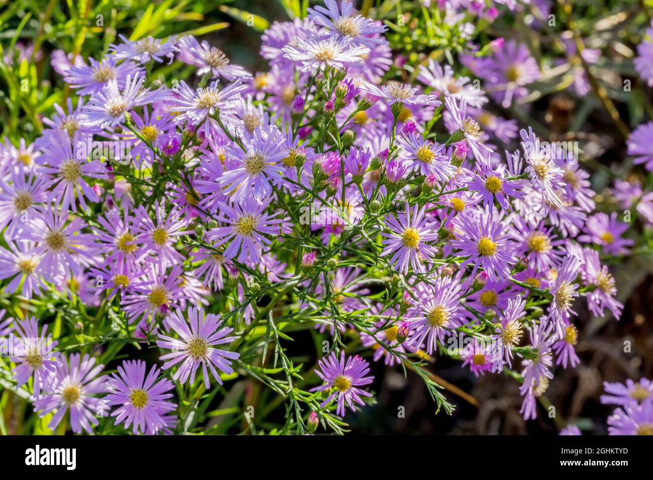 Aster ericoides 'Pink Star' Stock Photo - Alamy