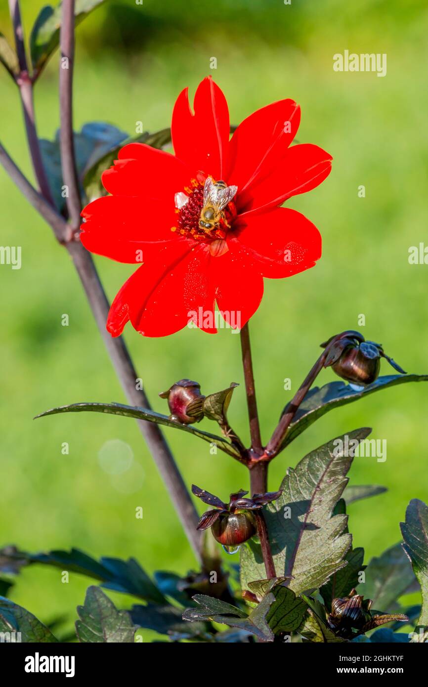 Dahlia 'Tally Ho' in bloom in a garden Stock Photo - Alamy