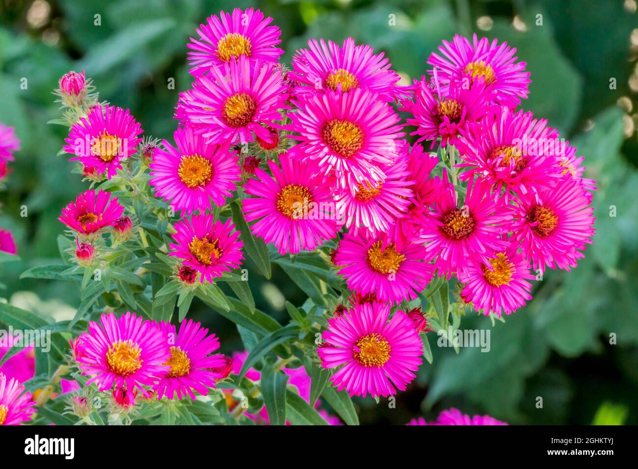 Aster novae-angliae 'Alma Poetschke' Stock Photo - Alamy